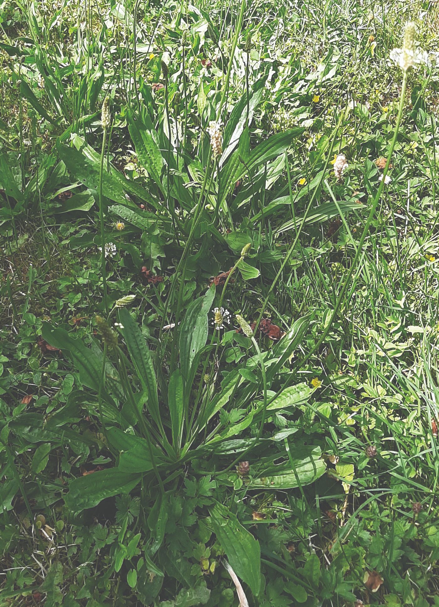 Čaj od trputca - biljke bakteriostatskog djelovanja - Gospodarski list