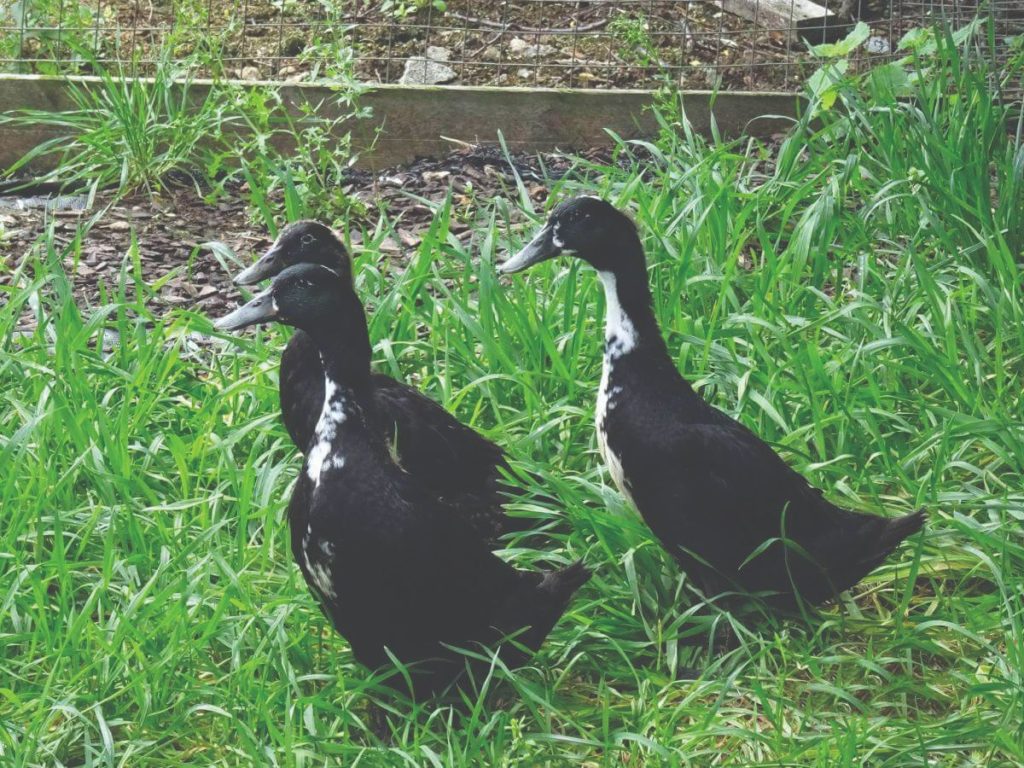 Šetlandska patka – manja patka za sladokusce - Gospodarski list
