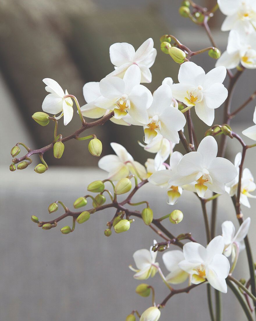 Orhideje – omiljene tropske ljepotice - Gospodarski list