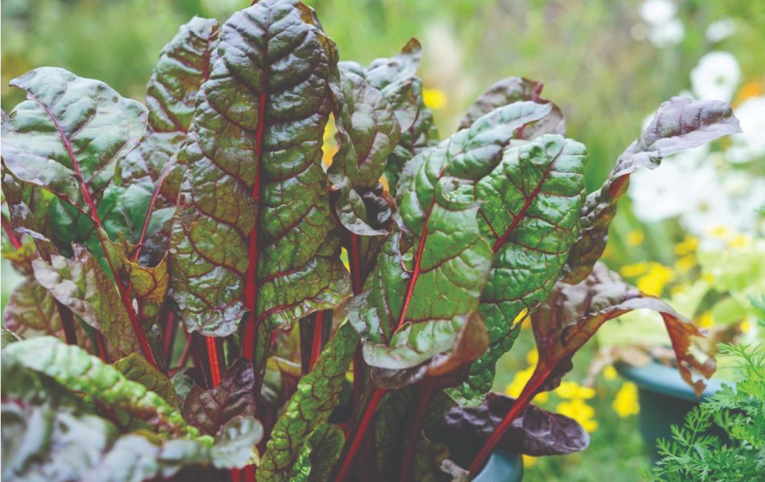 Na što treba paziti u uzgoju blitve? - Gospodarski list