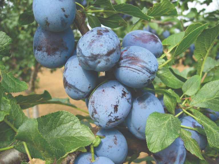 Stolne sorte šljiva - Gospodarski list