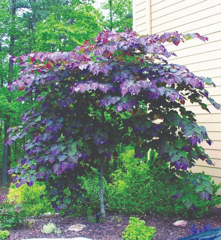 Manja ukrasna stabla za dvorište i vrt - Gospodarski list