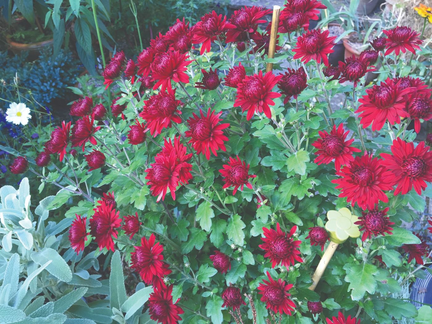 Jesenski radovi u cvjetnjaku - Gospodarski list