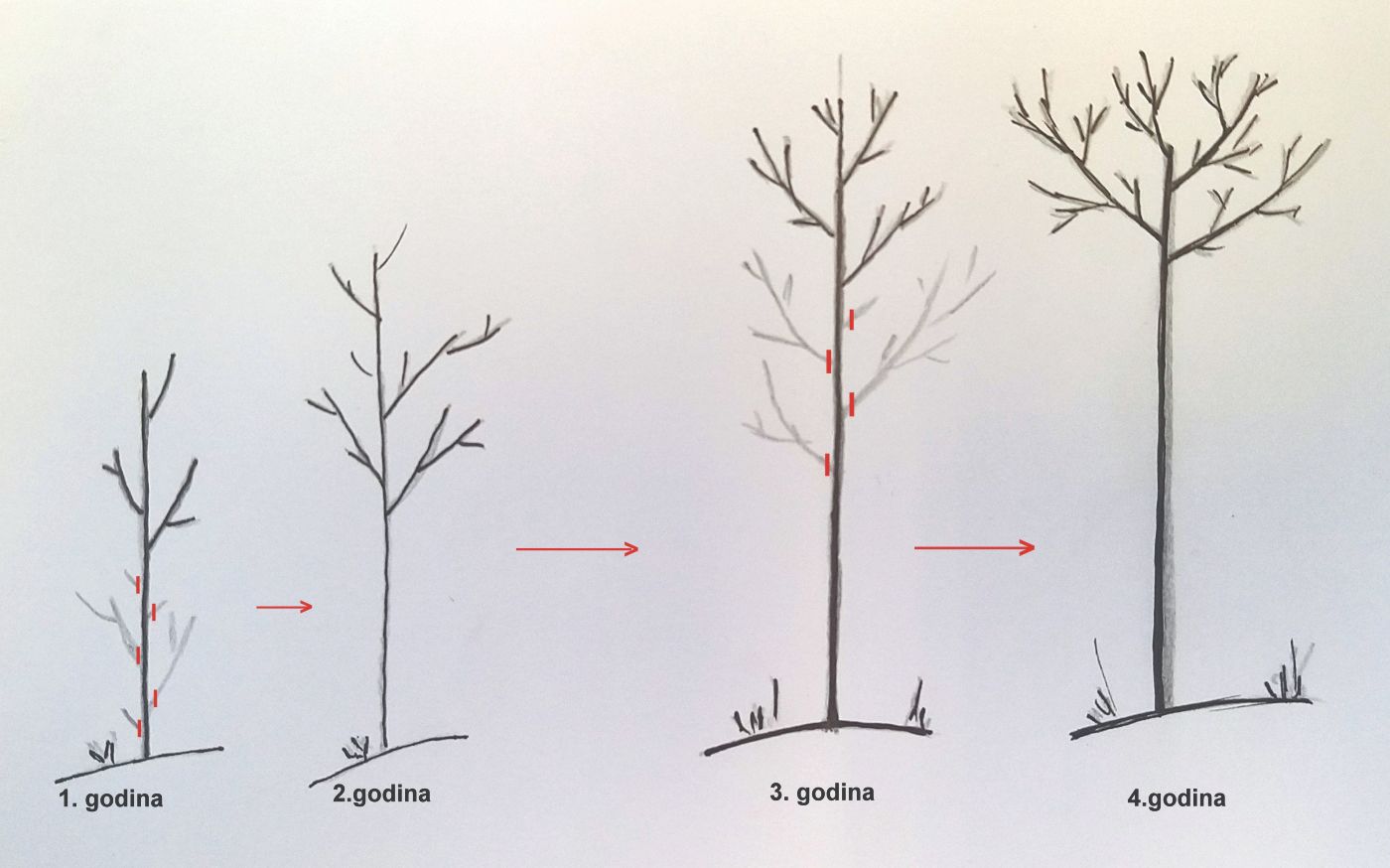 Kako oblikovati ukrasno bilje u dekorativni izgled? - Gospodarski list