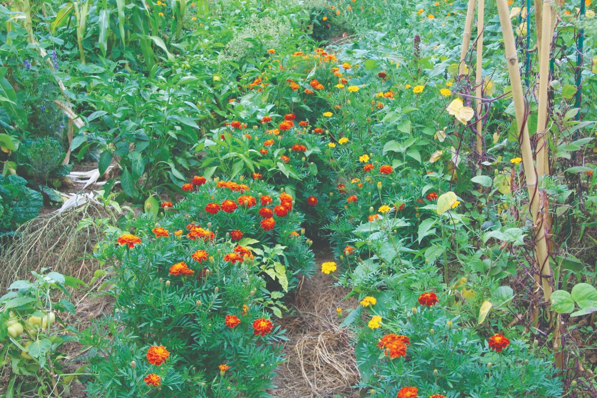 Ljekovito i začinsko bilje za svaki povrtnjak - Gospodarski list