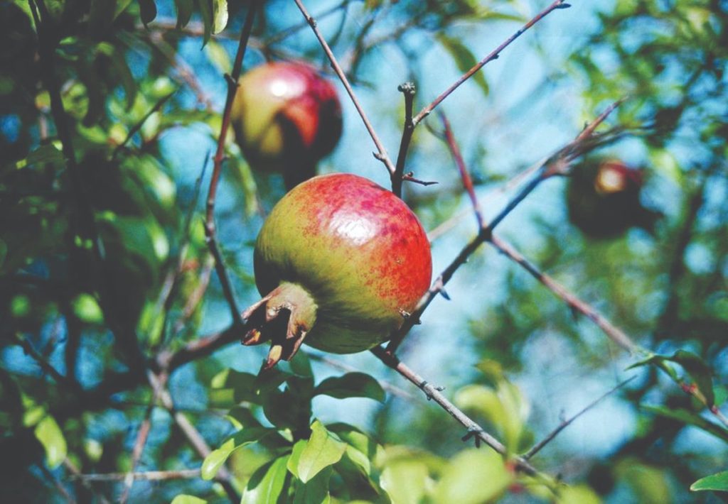 Morski šipak - Gospodarski list