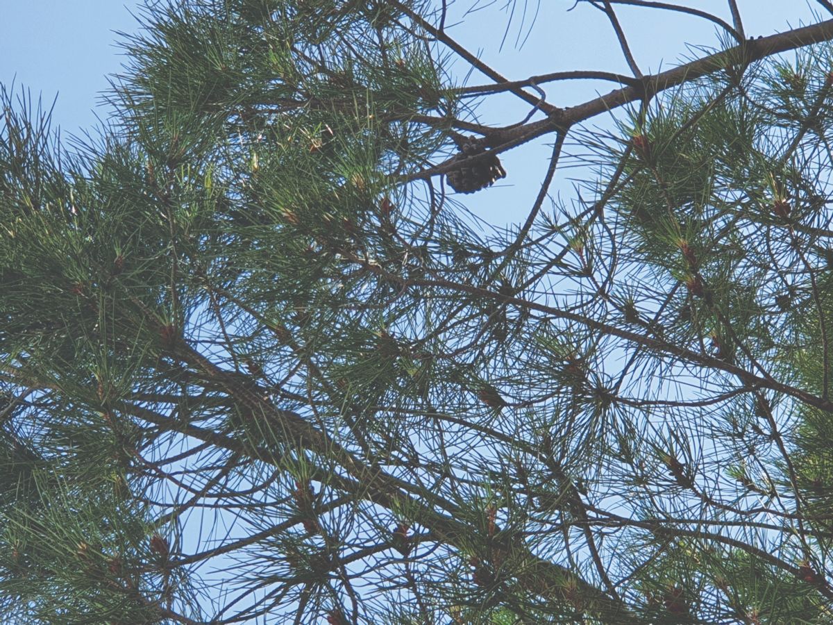 Uzgoj isplativih mediteranskih vrsta - pinija ili pinjoli - Gospodarski ...