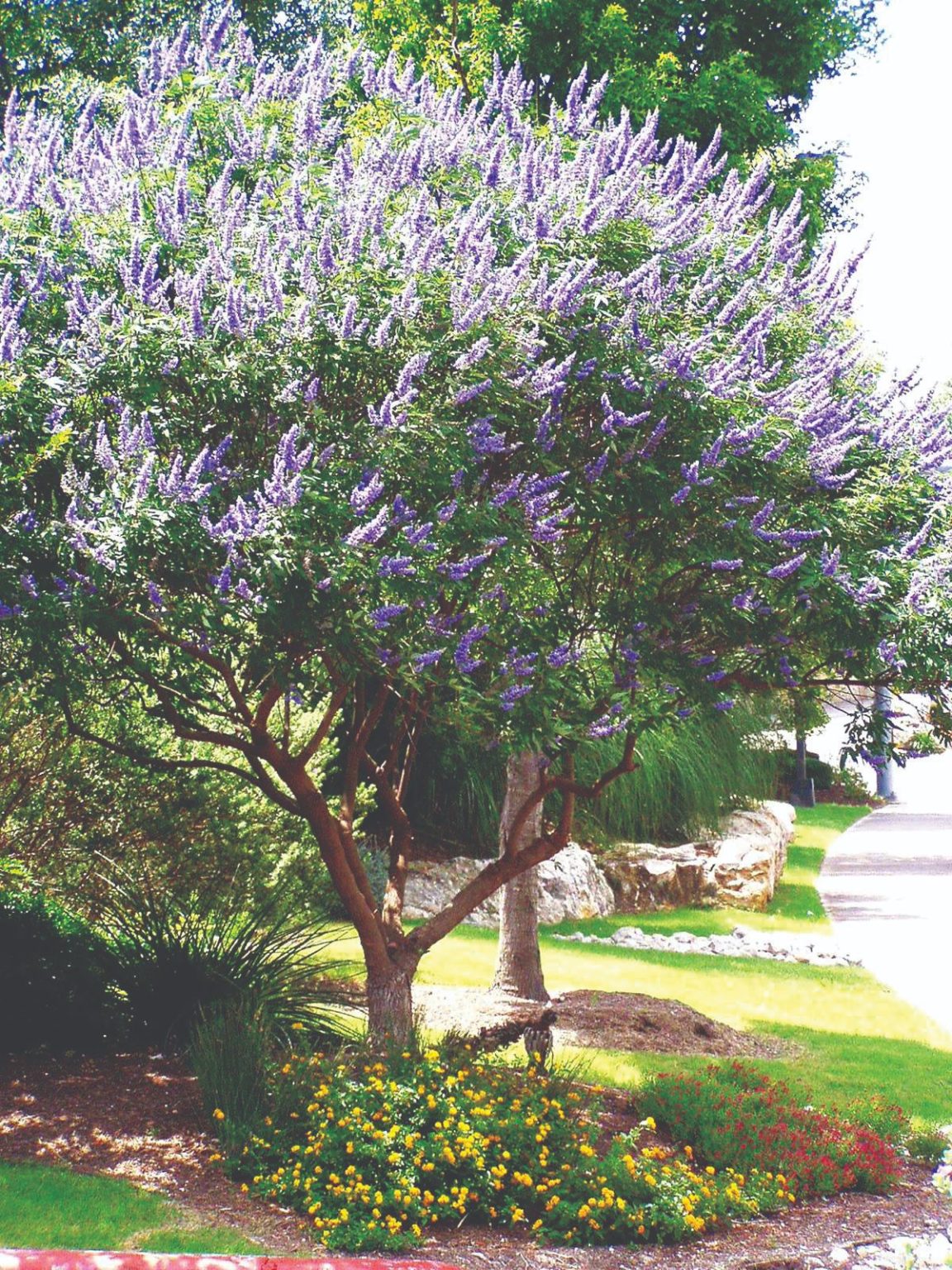 Manja ukrasna stabla za dvorište i vrt - Gospodarski list