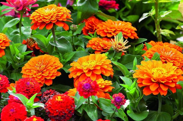 Tradicionalno jednogodišnje cvijeće za svaki vrt - Gospodarski list