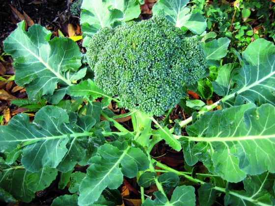 Uzgoj brokule - Gospodarski list