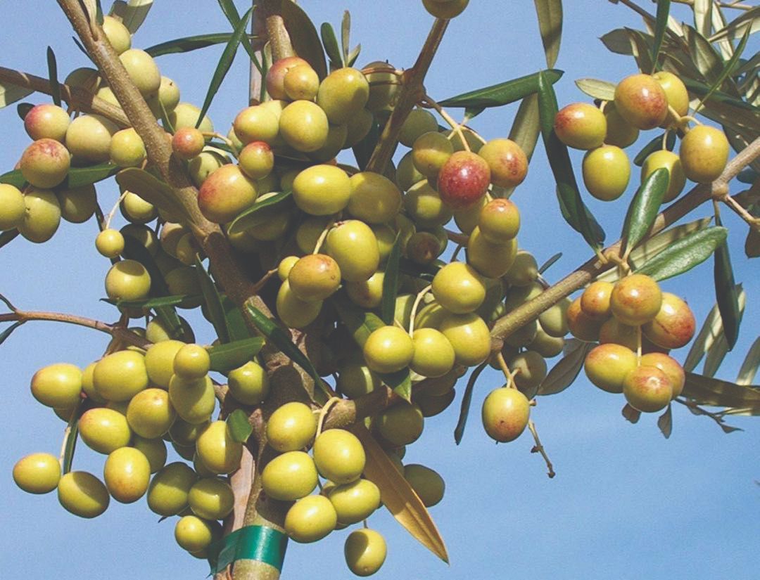 Što je superintenzivni uzgoj maslina? - Gospodarski list