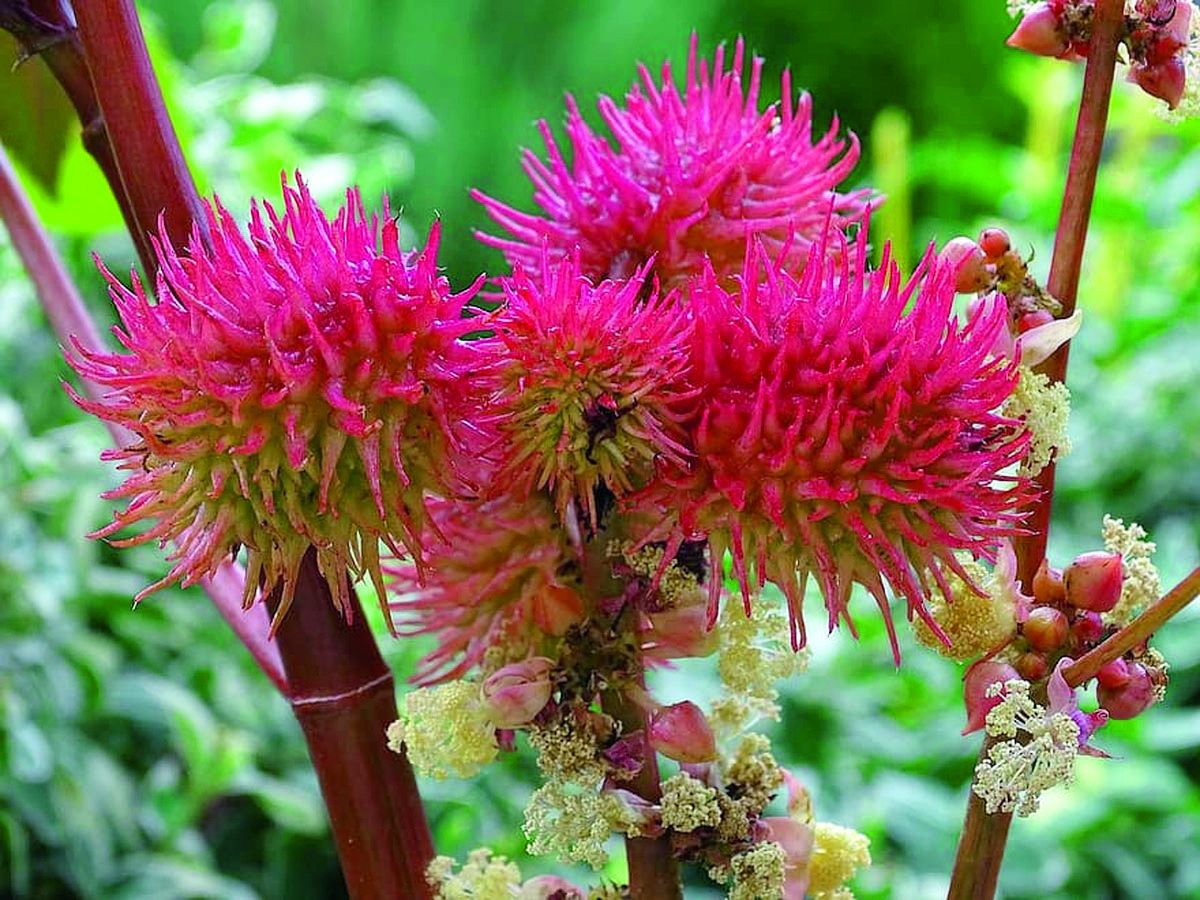 Znate li koja je najotrovnija biljka na svijetu? - Gospodarski list