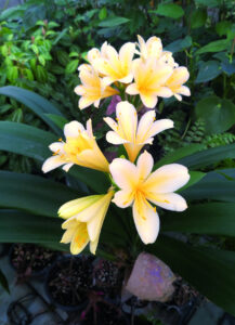 Klivija – zanemareni dragulj među sobnim biljem - Gospodarski list