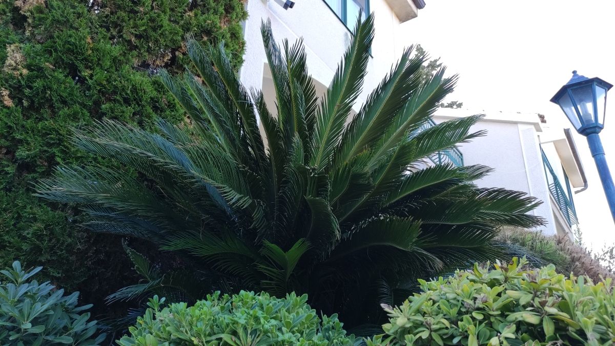 Palme - egzotične ljepotice - Gospodarski list