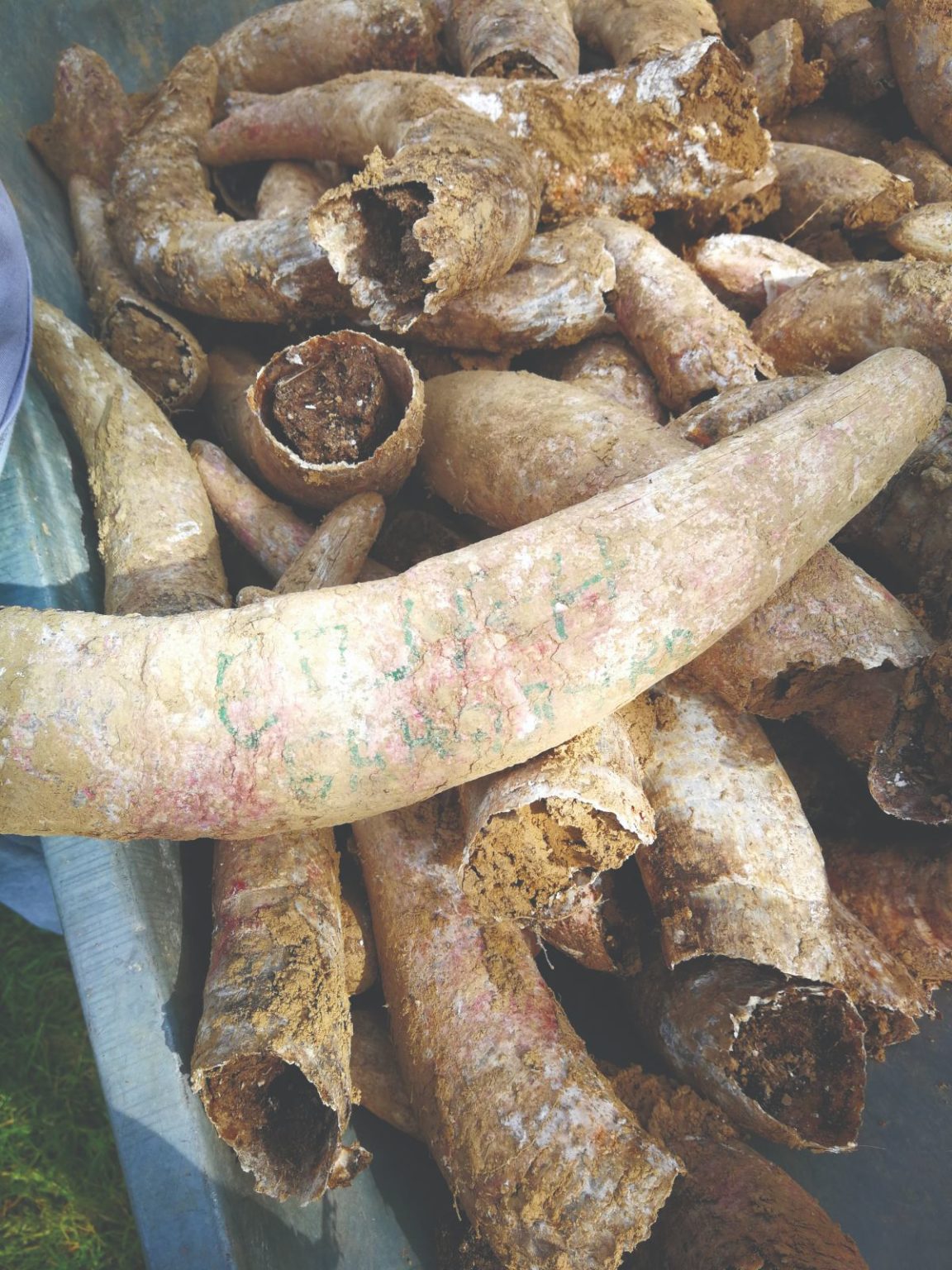 Pripravak 500 - gnoj iz roga - temelj biodinamičke poljoprivrede ...