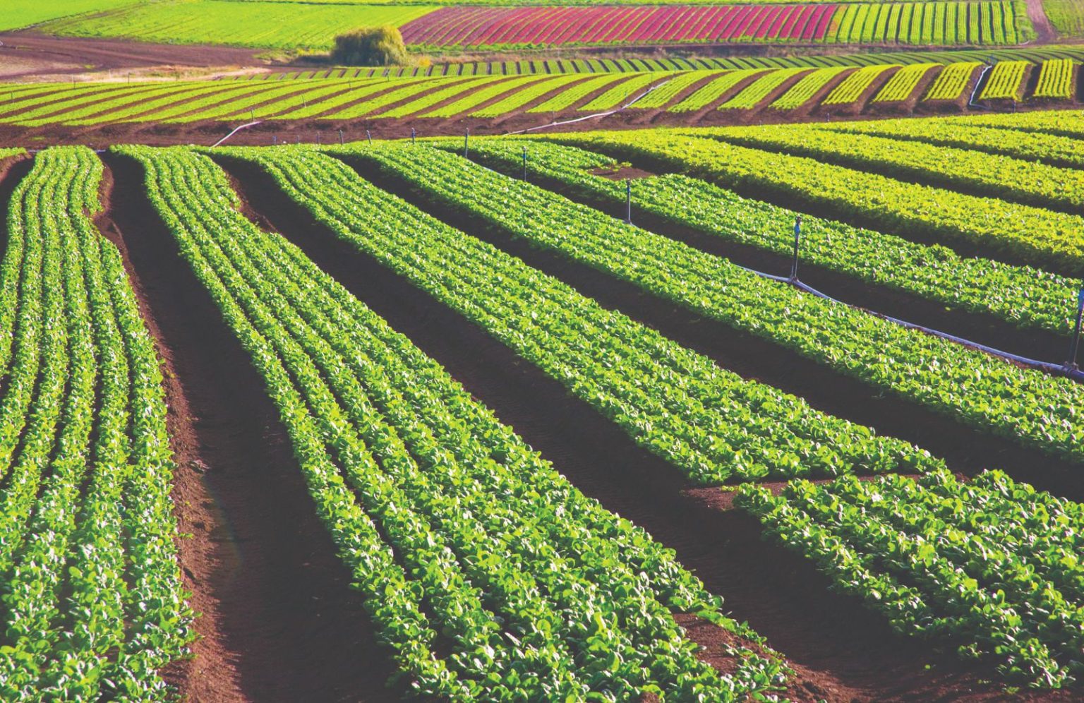 Kako planirati plodored u povrtnjaku? - Gospodarski list