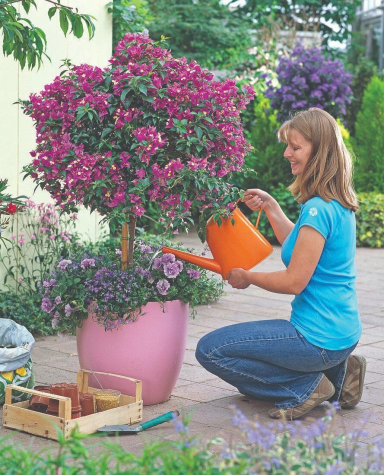 Bugenvilija – ukrasna penjačica dugotrajne cvatnje - Gospodarski list