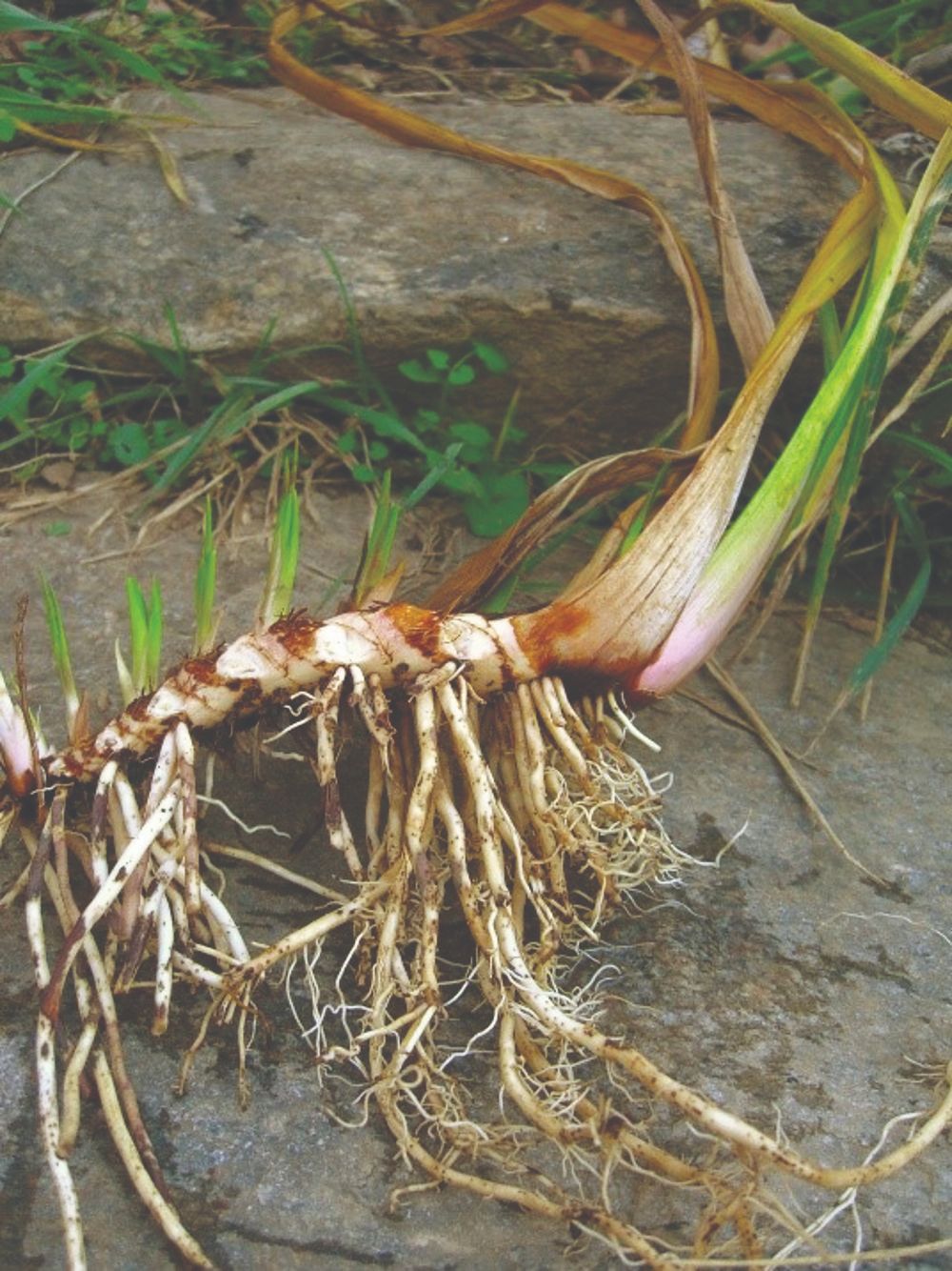 Iđirot – okrepljuje i snaži organizam - Gospodarski list