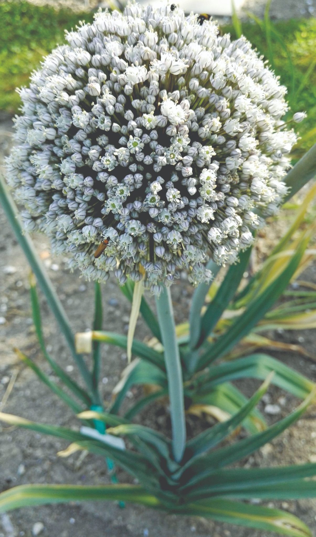 Kako uzgojiti poriluk – iz sjemena ili postojećih biljaka ...
