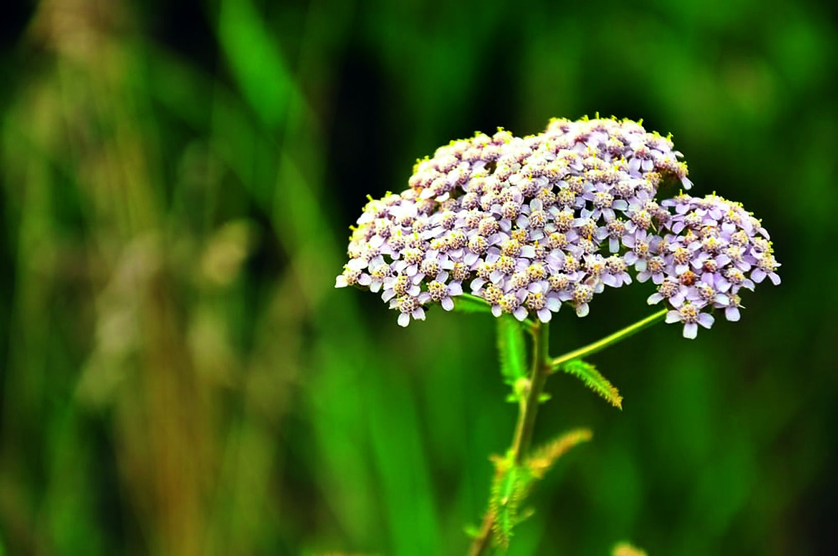 Ljekovita medvjetka i stolisnik čiste krv - Gospodarski list