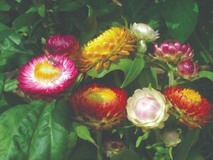 Koje biljke tjeraju ,,napasnikeʺ? - Gospodarski list