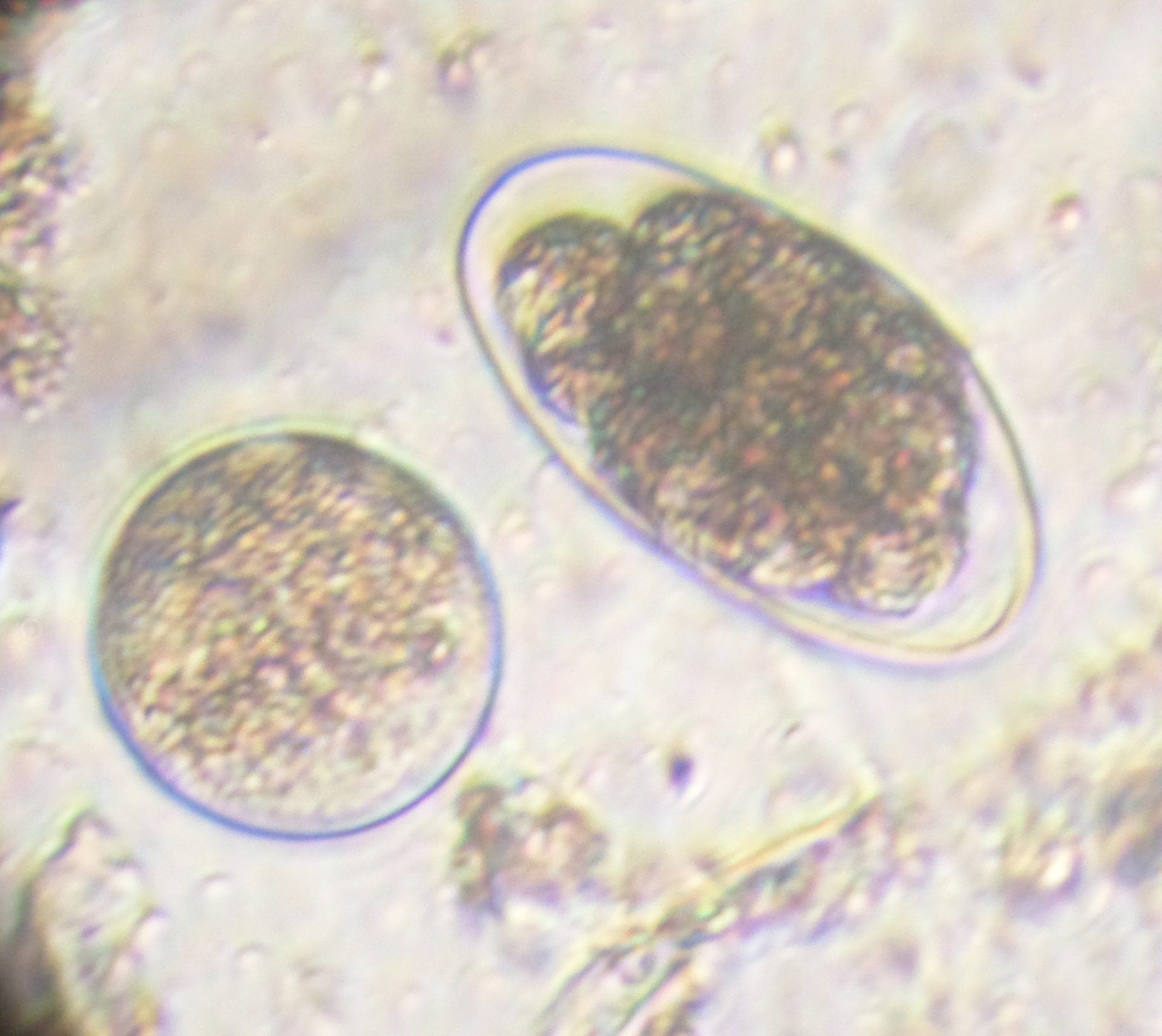 Zašto je važno rješiti se parazita kod domaćih životinja? - Gospodarski ...