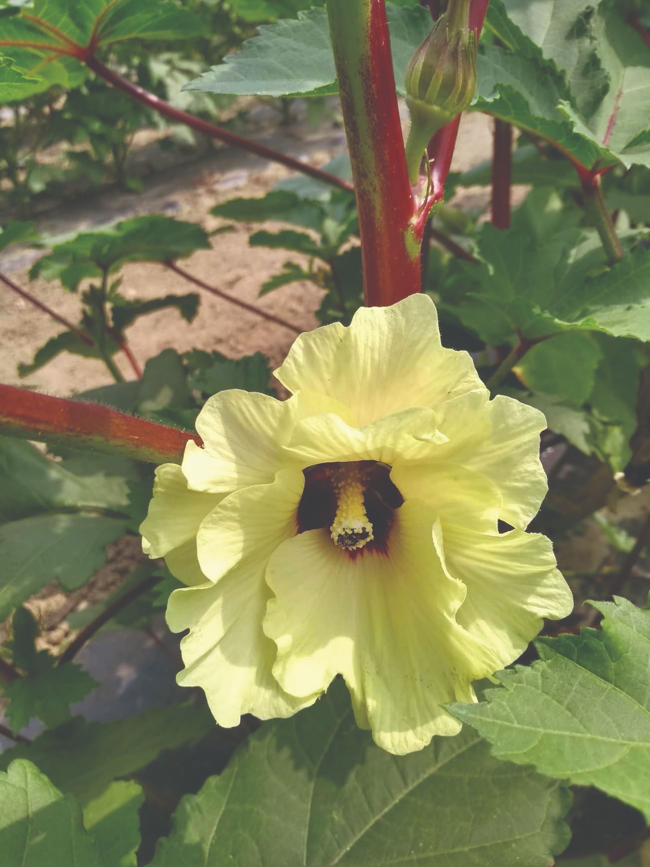 Bamija - povrće moderne gastronomije - Gospodarski list