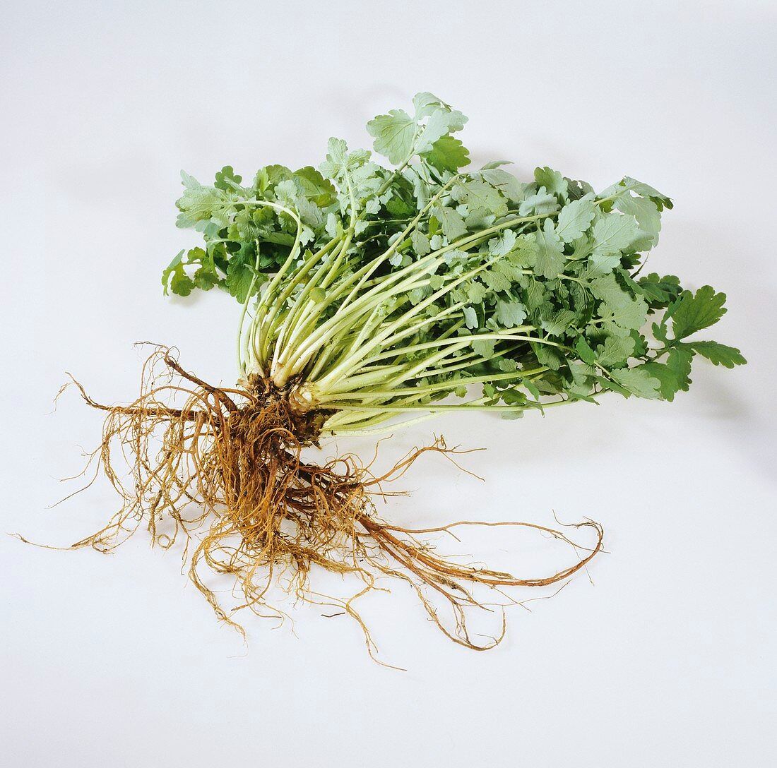 Rosopas – izvanredna biljka za liječenje kožnih oboljenja - Gospodarski ...