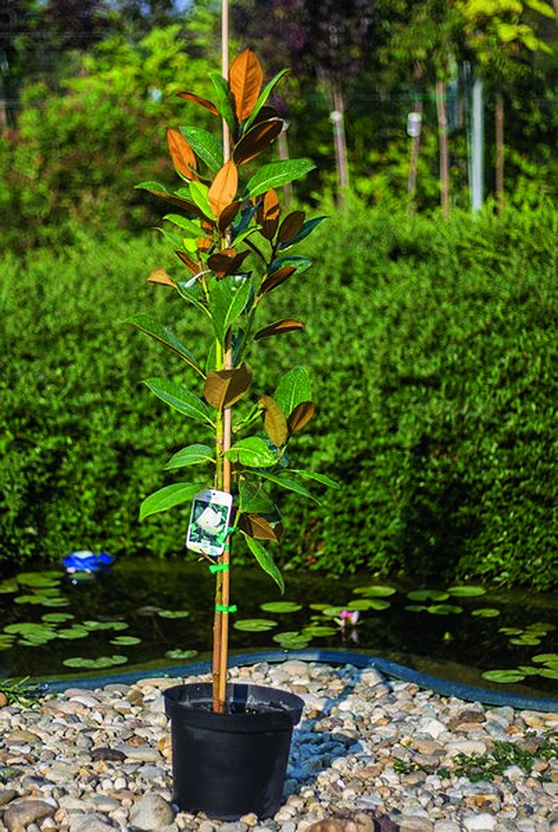 Razmnožite sami svoju magnoliju - Gospodarski list