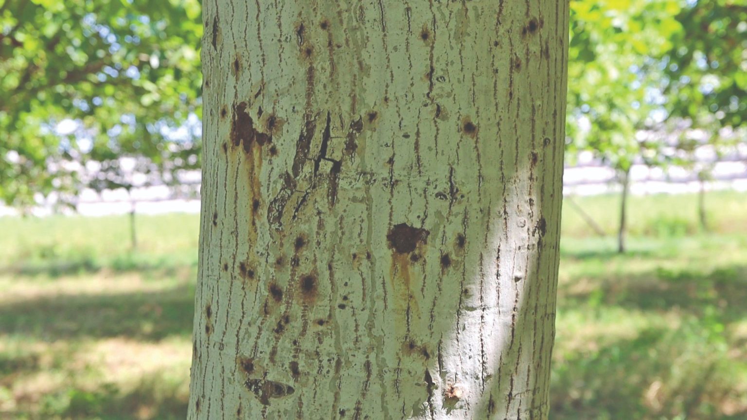 Gljivični rak oraha prijeti nasadima - Gospodarski list