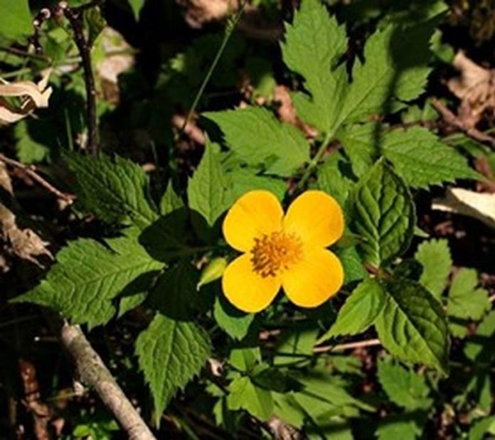 Rosopas – izvanredna biljka za liječenje kožnih oboljenja - Gospodarski ...