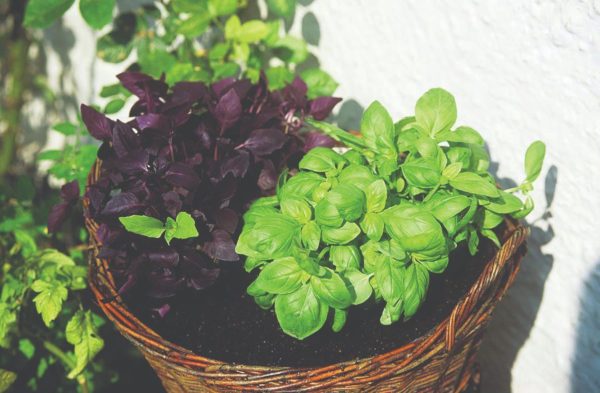 Koje biljke tjeraju ,,napasnikeʺ? - Gospodarski list