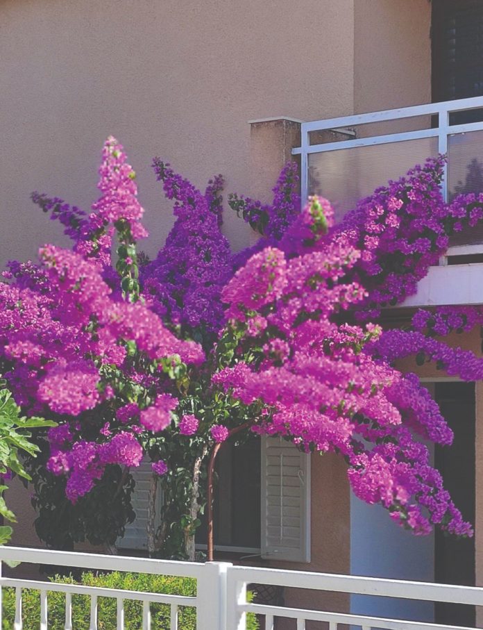 Bugenvilija – ukrasna penjačica dugotrajne cvatnje - Gospodarski list