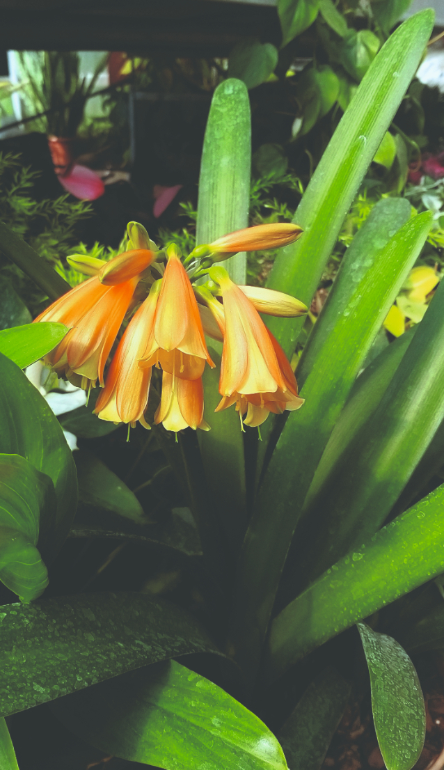 Klivija – zanemareni dragulj među sobnim biljem - Gospodarski list