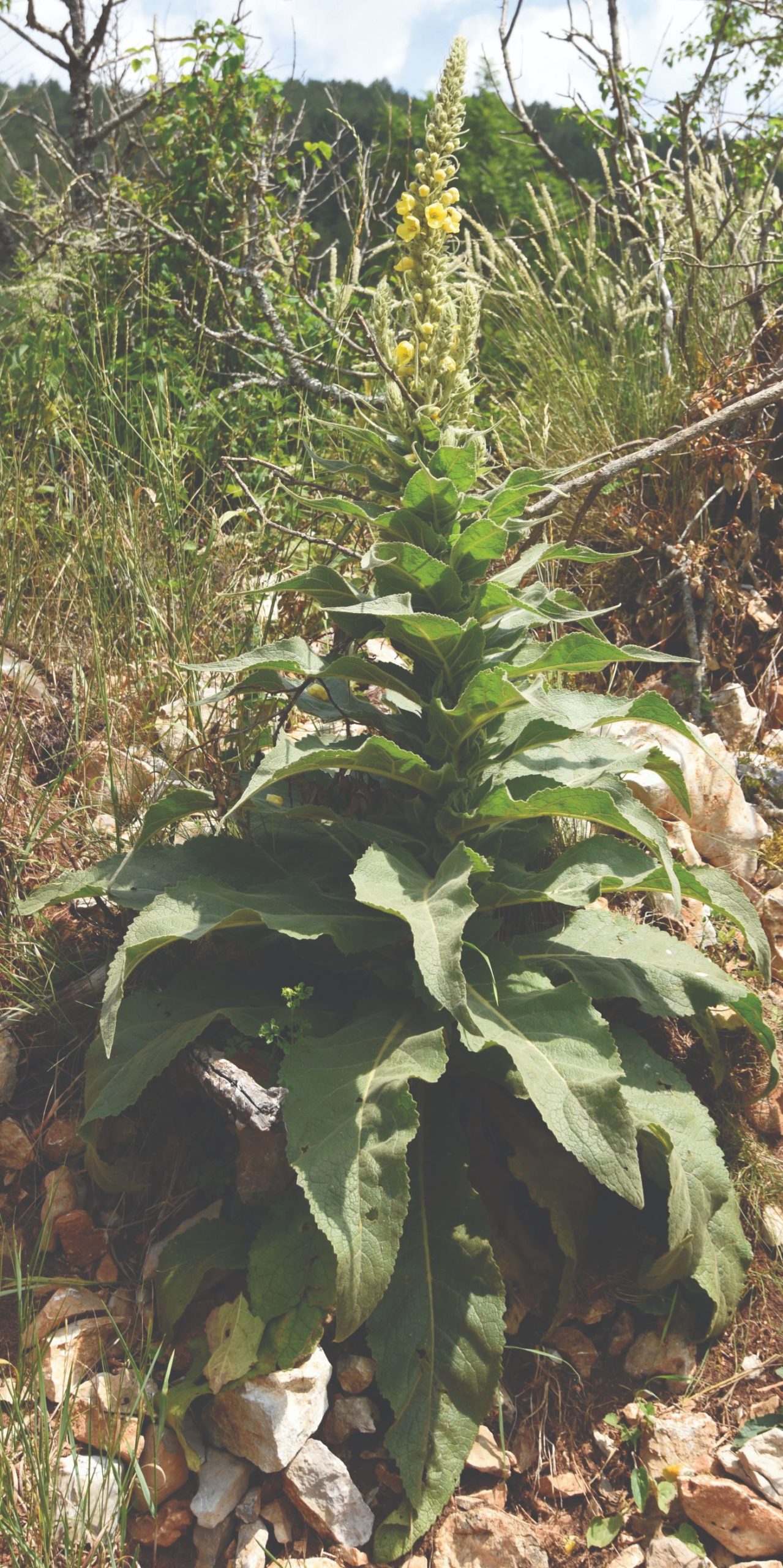 Čaj i tinktura od divizme - Gospodarski list