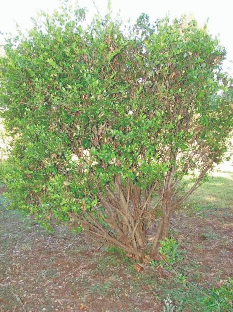 Mirta – zaboravljeno blago Sredozemlja - Gospodarski list