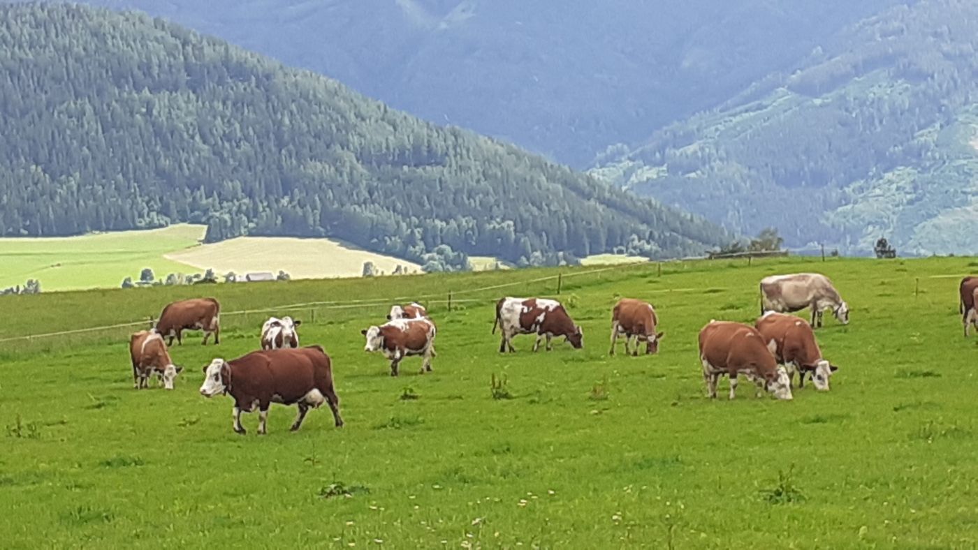 Hrvatski stočari posjetili farme u Austriji - Gospodarski list