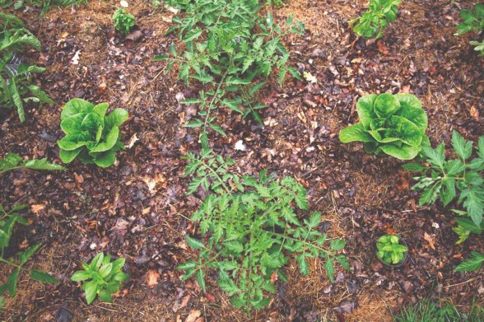 Biljke koje tjeraju i privlače štetnike - Gospodarski list