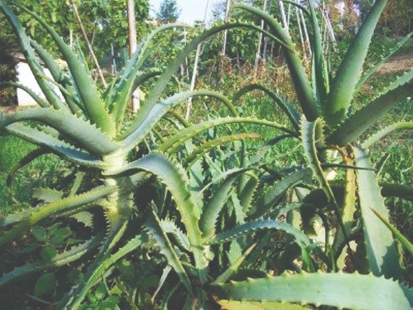 Aloja ili aloe vera - za smirenje upala i jači imunološki sustav ...