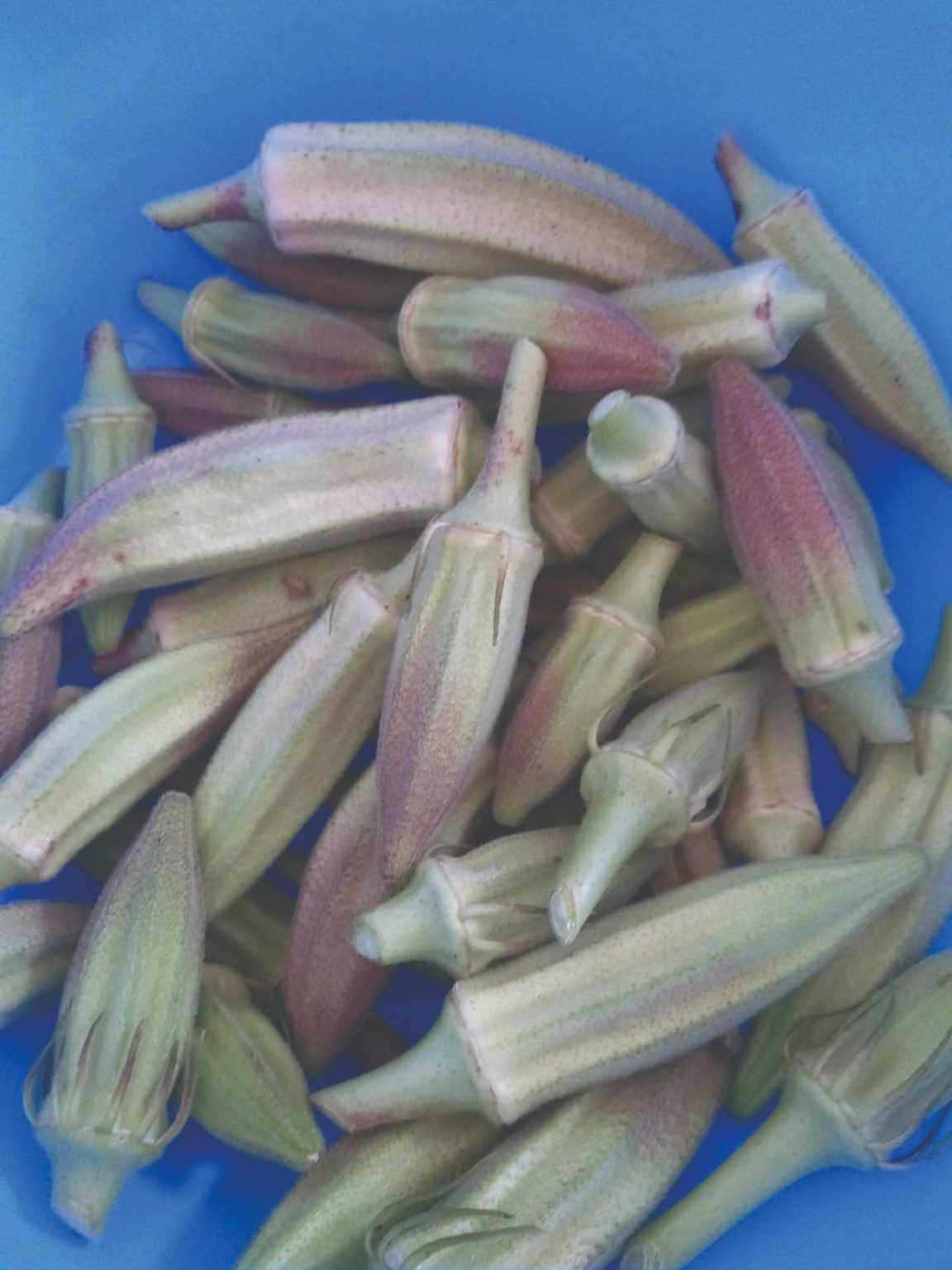 Bamija - povrće moderne gastronomije - Gospodarski list