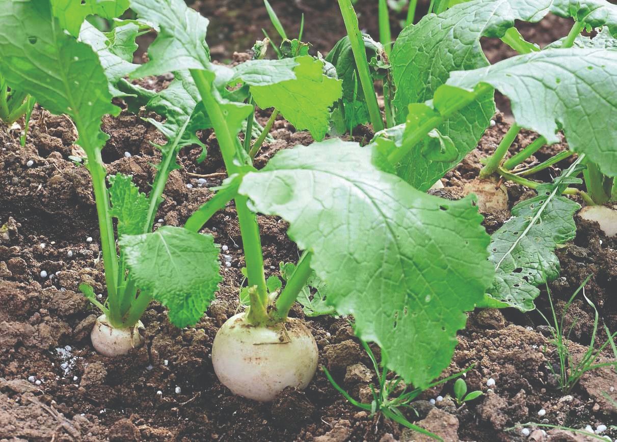 Repa - kako ju uzgojiti u vrtu? - Gospodarski list