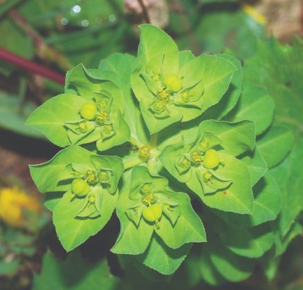 Kako spriječiti štete od rovca? - Gospodarski list