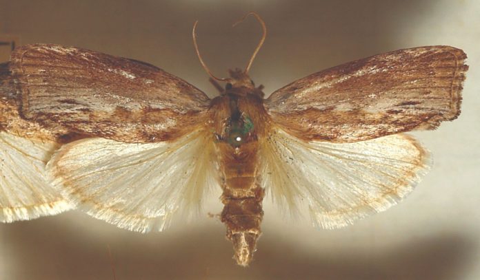 Kako čuvati saće? - Gospodarski list