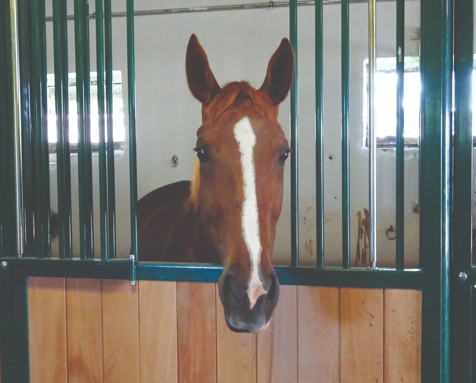 Smještaj konja - Gospodarski list