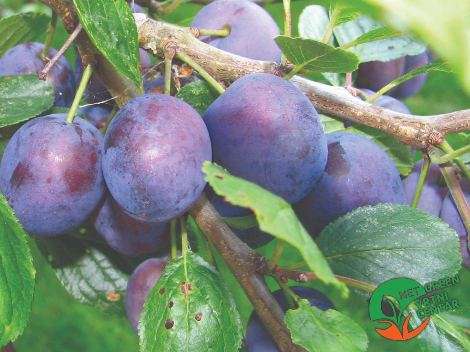 Stolne sorte šljiva - Gospodarski list