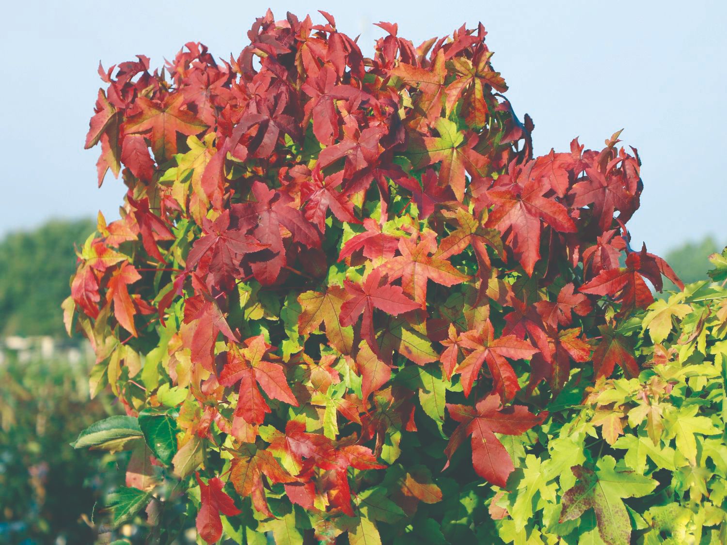 Manja ukrasna stabla za dvorište i vrt - Gospodarski list