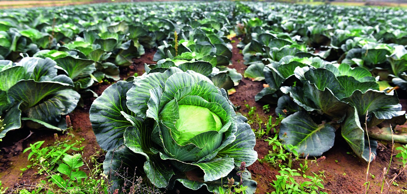 Uzgoj jesenskog kupusa - Gospodarski list