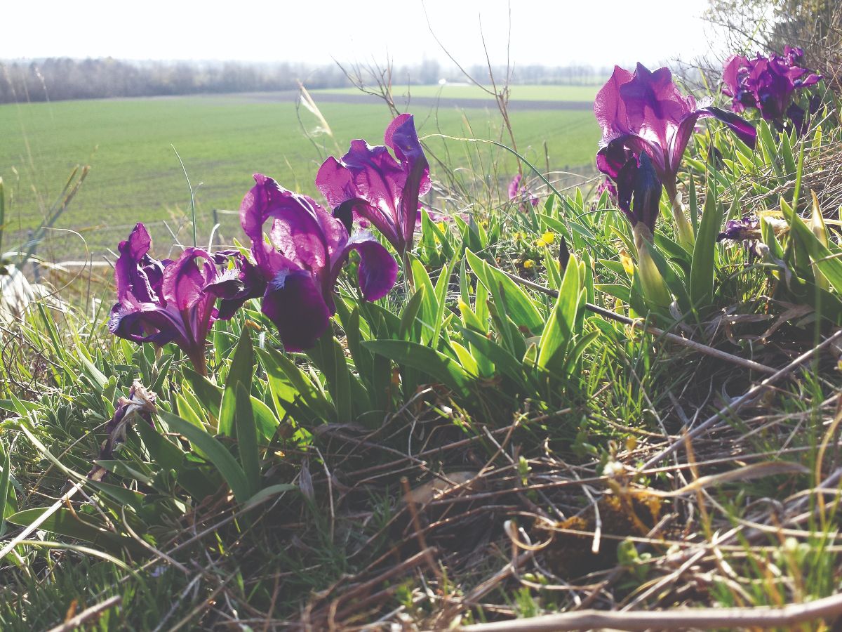 Perunike – cvijeće u svim duginim bojama - Gospodarski list