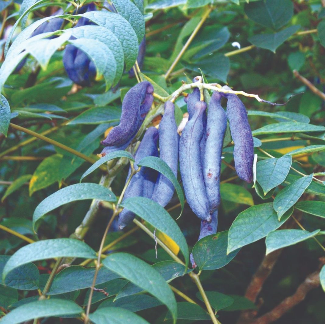 Manja ukrasna stabla za dvorište i vrt - Gospodarski list