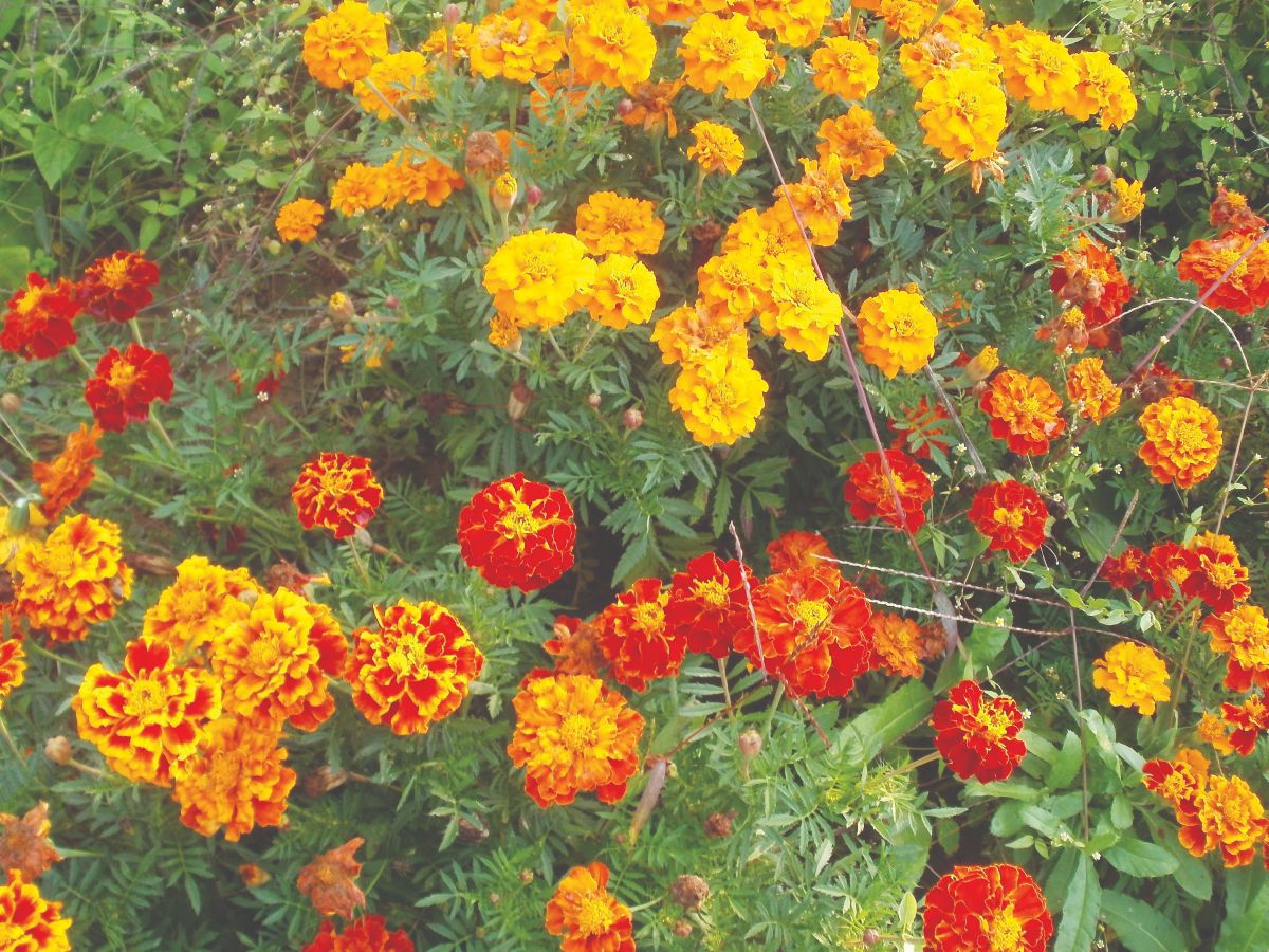 Ljekovito i začinsko bilje za svaki povrtnjak - Gospodarski list